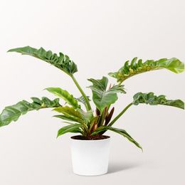 Philodendron Narrow