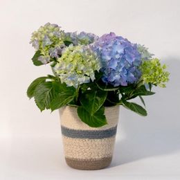 Blaue Hortensie im Korb