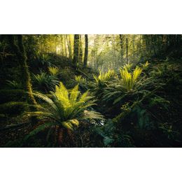 Vliestapete Komar "Digitaldruck Vlies - Fjordland Woods - Gr&ouml;&szlig;e 450 x 280 cm", bunt, B:450m L:280m, Vlies, Tapeten, Wohnzimmer, Schlafzimmer