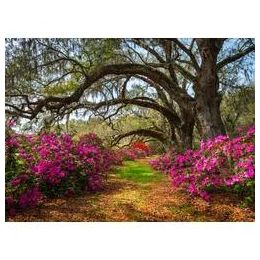 Fototapete papermoon "Spring Flowers and Oaktrees", bunt, B:3,5m L:2,6m, Vlies, Tapeten