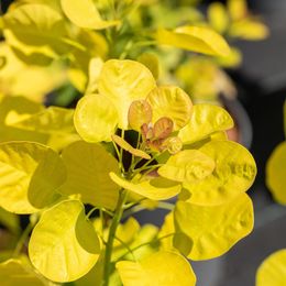 Per&uuml;ckenstrauch 'Golden Lady' Liefergr&ouml;&szlig;e: 40 - 60 cm