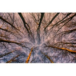 Fototapete papermoon "Sonnenaufgang durch den Wald", bunt, B:5m L:2,8m, Vlies, Tapeten