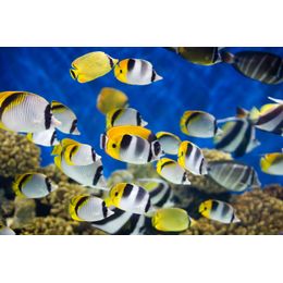Fototapete papermoon "UNTERWASSER-WELT-FISCHE KORALLE SEE MEER TIERE OZEAN", bunt, B:4,5m L:2,8m, Vlies, Tapeten