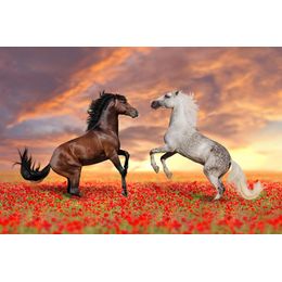 Fototapete papermoon "Pferde in Blumenwiese", bunt, B:5m L:2,8m, Vlies, Tapeten