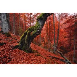 Fototapete papermoon "Baum in Wald", bunt, B:4,5m L:2,8m, Vlies, Tapeten
