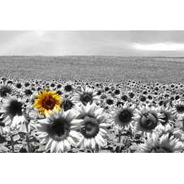 Fototapete papermoon "Sonnenblumenfeld", bunt, B:5m L:2,8m, Vlies, Tapeten