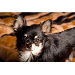 Fototapete papermoon "CHIHUAHUA-HUND TIER LANGHAAR MEXICO NATUR WELPE", bunt, B:5m L:2,8m, Vlies, Tapeten