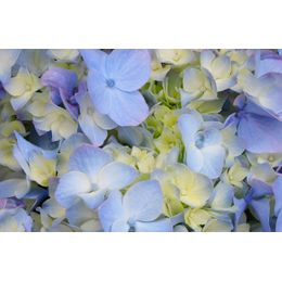 Fototapete papermoon "HORTENSIE-BL&Uuml;TE-BLUMEN PFLANZEN NATUR MUSTER DEKOR", bunt, B:4,5m L:2,8m, Vlies, Tapeten