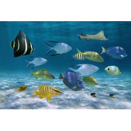 Fototapete papermoon "Fische", bunt, B:4,5m L:2,8m, Vlies, Tapeten