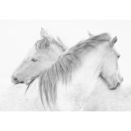 Fototapete papermoon "Photo-Art MARIE-ANNE STAS, PFERDE", bunt, B:5m L:2,8m, Vlies, Tapeten