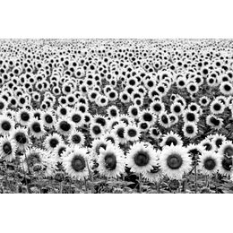 Fototapete papermoon "Sonnenblumen Schwarz & Wei&szlig;", schwarz (schwarz, wei&szlig;), B:3,5m L:2,6m, Vlies, Tapeten