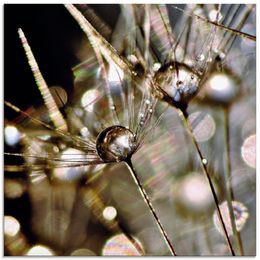 Glasbild Artland "Pusteblume mit Wasserperlen", gold (farbe bild(er): goldfarben), B:50cm H:50cm, Bilder, in verschiedenen Gr&ouml;&szlig;en