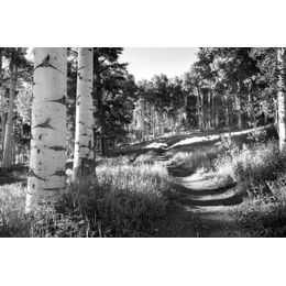 Fototapete papermoon "Birkenwald Schwarz & Wei&szlig;", schwarz (schwarz, wei&szlig;), B:5m L:2,8m, Vlies, Tapeten