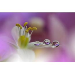 Fototapete papermoon "Zen Wassertropfen mit Blume Makro", bunt, B:5m L:2,8m, Vlies, Tapeten