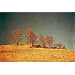 Fototapete papermoon "B&Auml;UME-VINTAGE NATUR LANDSCHAFT HERBST WALD WANDBILD XXL", bunt, B:4,5m L:2,8m, Vlies, Tapeten