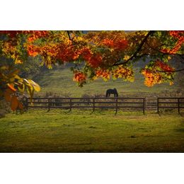 Fototapete papermoon "Pferd auf der Weide", bunt, B:3,5m L:2,6m, Vlies, Tapeten
