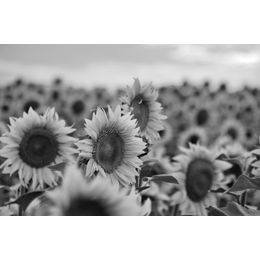 Fototapete papermoon "Sonnenblumen Schwarz & Wei&szlig;", schwarz (schwarz, wei&szlig;), B:3,5m L:2,6m, Vlies, Tapeten