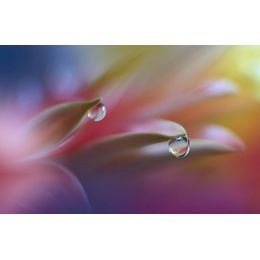 Fototapete papermoon "Zen Wassertropfen mit Blume Makro", bunt, B:4,5m L:2,8m, Vlies, Tapeten