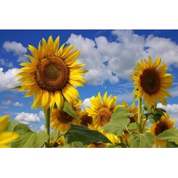 Fototapete papermoon "Sonnenblumen", bunt, B:3,5m L:2,6m, Vlies, Tapeten