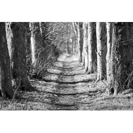 Fototapete papermoon "Waldweg Schwarz & Wei&szlig;", schwarz (schwarz, wei&szlig;), B:5m L:2,8m, Vlies, Tapeten