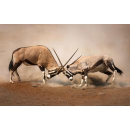 Fototapete papermoon "Gemsbocks Fight", bunt, B:4,5m L:2,8m, Vlies, Tapeten