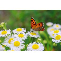 Fototapete papermoon "Schmetterling", bunt, B:5m L:2,8m, Vlies, Tapeten
