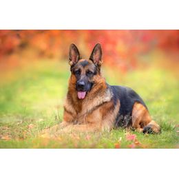 Fototapete papermoon "Hund in Natur", bunt, B:4,5m L:2,8m, Vlies, Tapeten