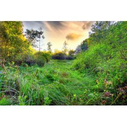 Fototapete papermoon "Gr&uuml;ne Wiese", bunt, B:4,5m L:2,8m, Vlies, Tapeten