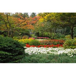 Fototapete papermoon "Blumen Garten", bunt, B:3,5m L:2,6m, Vlies, Tapeten