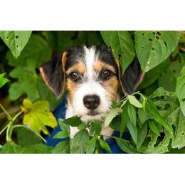 Fototapete papermoon "Hund", bunt, B:5m L:2,8m, Vlies, Tapeten