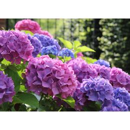 Fototapete papermoon "Hydrangea Macrophylla", bunt, B:5m L:2,8m, Vlies, Tapeten