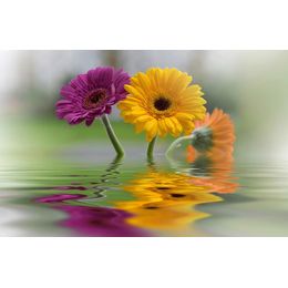 Fototapete papermoon "BLUMEN-SCHNEEGL&Ouml;CKCHEN PFLANZEN REFLEXION DEKO ABSTRAKT", bunt, B:3,5m L:2,6m, Vlies, Tapeten