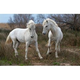 Fototapete papermoon "PFERDE-CAMARGUE GALLOP STRAND MEER TIERE K&Uuml;STE PROVENCE", bunt, B:3,5m L:2,6m, Vlies, Tapeten