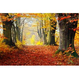 Fototapete papermoon "WALD-HERBST B&Auml;UME NATUR LANDSCHAFT BAUM ALLEE WANDBILD", bunt, B:3,5m L:2,6m, Vlies, Tapeten