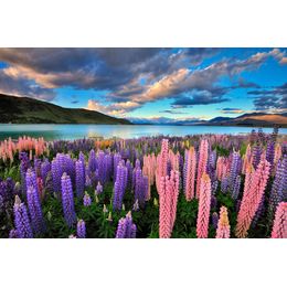 Fototapete papermoon "See Tekapo Lupinen", bunt, B:3,5m L:2,6m, Vlies, Tapeten