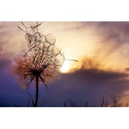 Fototapete papermoon "Pusteblume", bunt, B:4m L:2,6m, Vlies, Tapeten