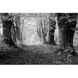 Fototapete papermoon "Wald Schwarz & Wei&szlig;", schwarz (schwarz, wei&szlig;), B:4m L:2,6m, Vlies, Tapeten