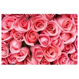 Fototapete papermoon "Pink Rose Flowers", bunt, B:4m L:2,6m, Vlies, Tapeten