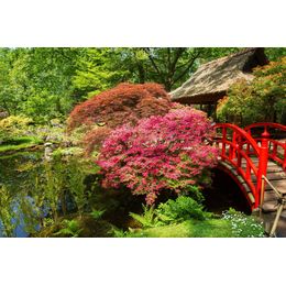 Fototapete papermoon "GARTEN-BLUMEN B&Auml;UME PFLANZEN STEINE WALD PARK BL&Uuml;TEN", bunt, B:4m L:2,6m, Vlies, Tapeten