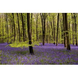 Fototapete papermoon "Wald mit Blumenwiese", bunt, B:4m L:2,6m, Vlies, Tapeten