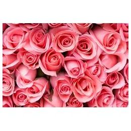 Fototapete papermoon "Pink Rose Flowers", bunt, B:3,5m L:2,6m, Vlies, Tapeten