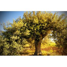Fototapete papermoon "Baum", bunt, B:5m L:2,8m, Vlies, Tapeten