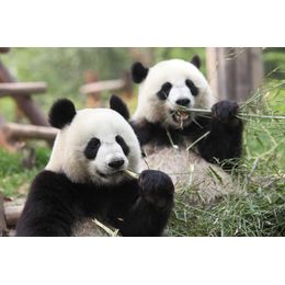 Fototapete papermoon "Riesige Pandas", bunt, B:4,5m L:2,8m, Vlies, Tapeten