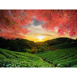Fototapete papermoon "TEE GARTEN-HERBST AHORN ASIEN B&Auml;UME FELD WIESE SONNE", bunt, B:5m L:2,8m, Vlies, Tapeten
