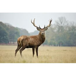 Fototapete papermoon "HIRSCH-NATUR LANDSCHAFT WILD TIERE WALD B&Auml;UME PFERDE", bunt, B:4m L:2,6m, Vlies, Tapeten