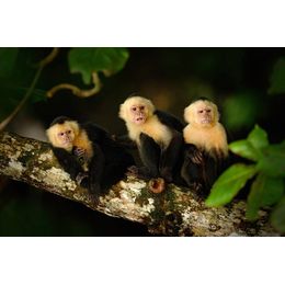 Fototapete papermoon "KAPUZINER-AFFEN-TIERE AMAZON DSCHUNGEL REGENWALD NATUR", bunt, B:3,5m L:2,6m, Vlies, Tapeten