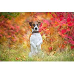 Fototapete papermoon "Hund in Natur", bunt, B:4,5m L:2,8m, Vlies, Tapeten