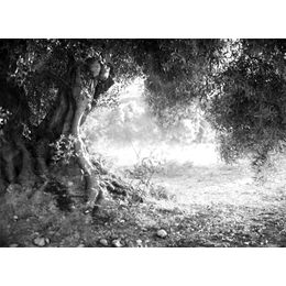 Fototapete papermoon "Wald Schwarz & Wei&szlig;", schwarz (schwarz, wei&szlig;), B:5m L:2,8m, Vlies, Tapeten