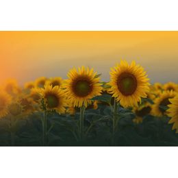 Fototapete papermoon "SONNENBLUMEN-ANEMONE MAKRO ABSTRAKT KUNST WIESE PFLANZE", bunt, B:4m L:2,6m, Vlies, Tapeten