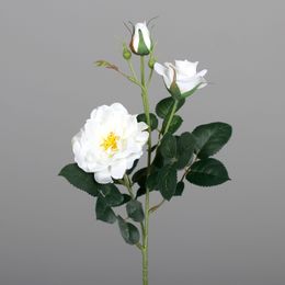 DPI Kunstblume Rosenzweig
